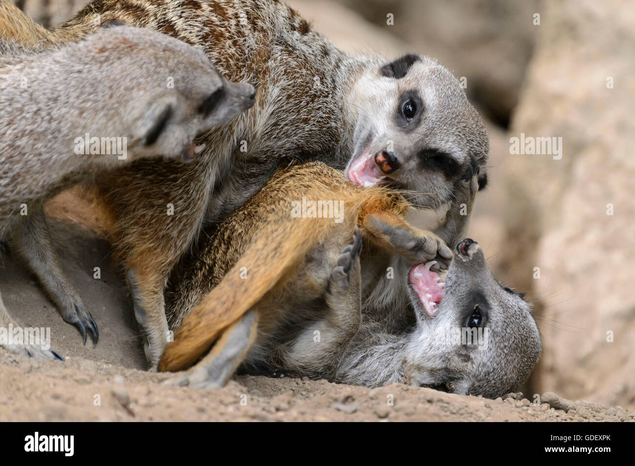 Meerkat, Suricate suricatta, captive, Germany Stock Photo - Alamy