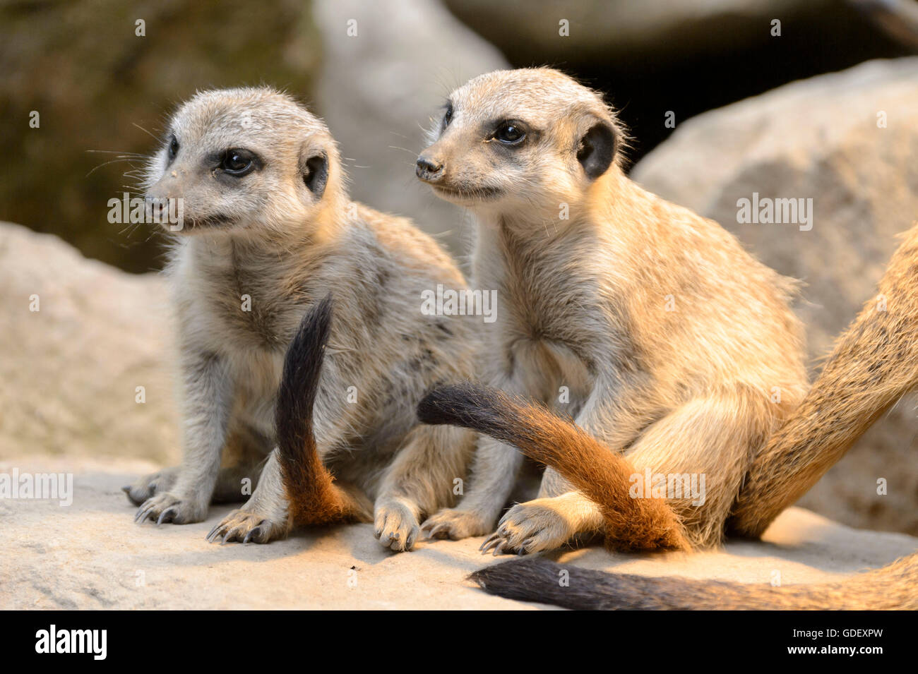 Meerkat, Suricate suricatta, captive, Germany Stock Photo - Alamy