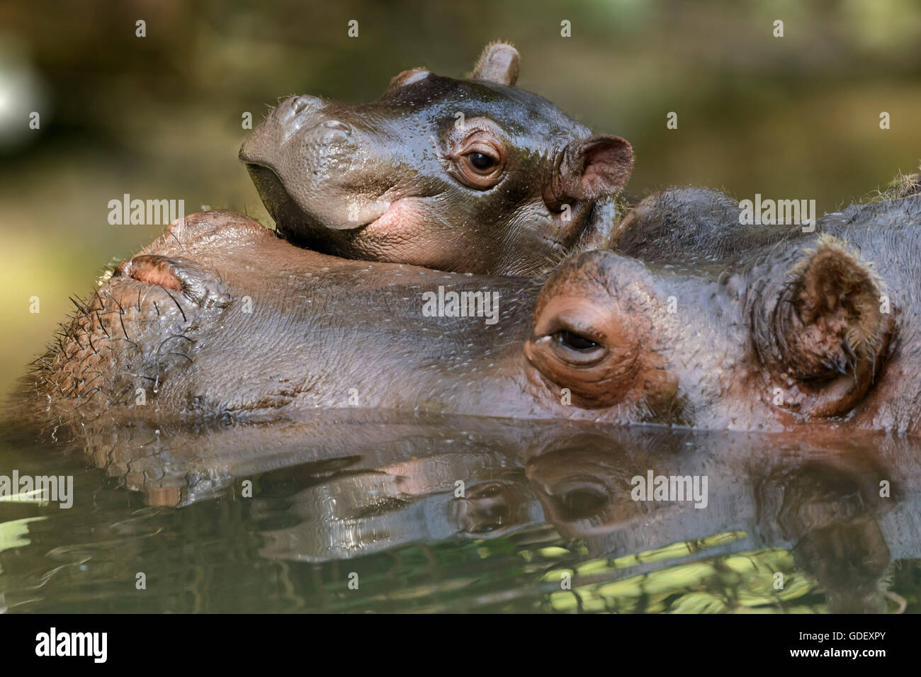 Hippo, Hippopotamus amphibius, captive, Schwiss Stock Photo - Alamy