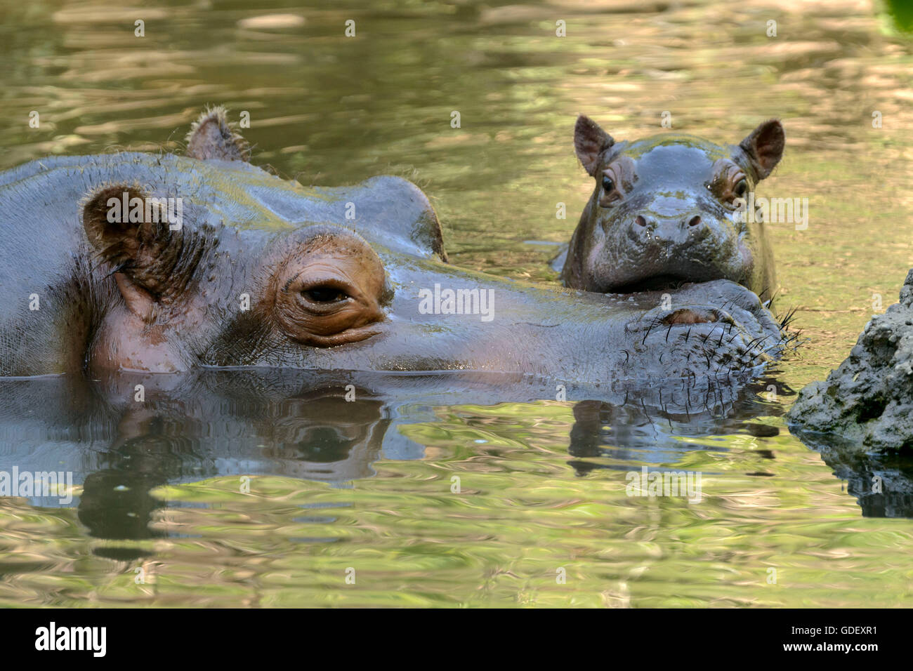 Hippo, Hippopotamus amphibius, captive, Schwiss Stock Photo - Alamy