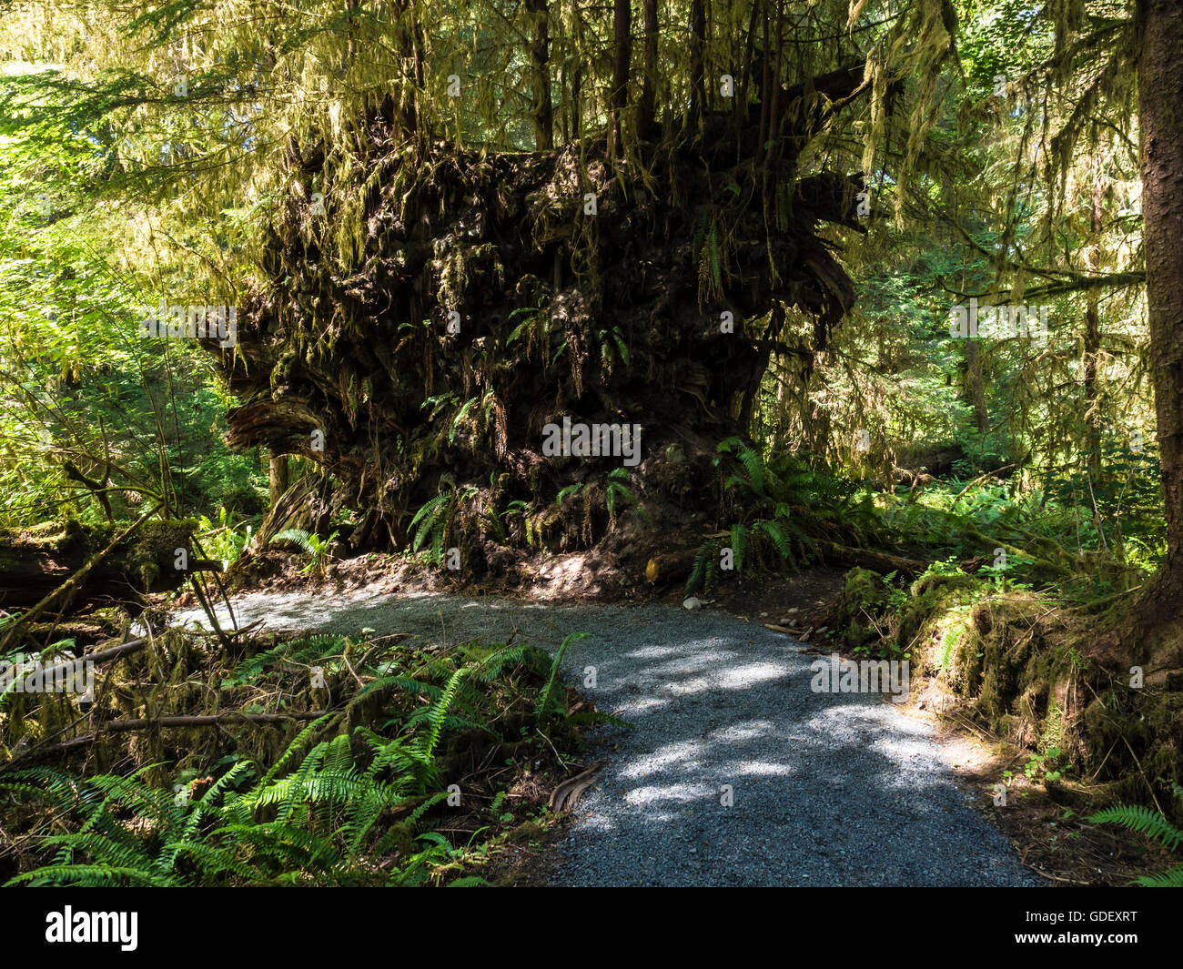 Blown down tree hi-res stock photography and images - Alamy
