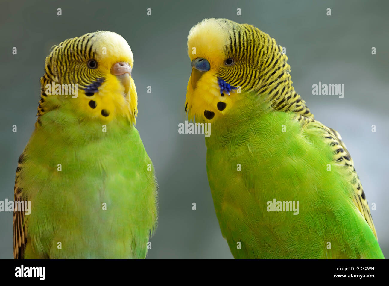 Budgerigar, Melopsittacus undulatus, captive, Germany Stock Photo - Alamy