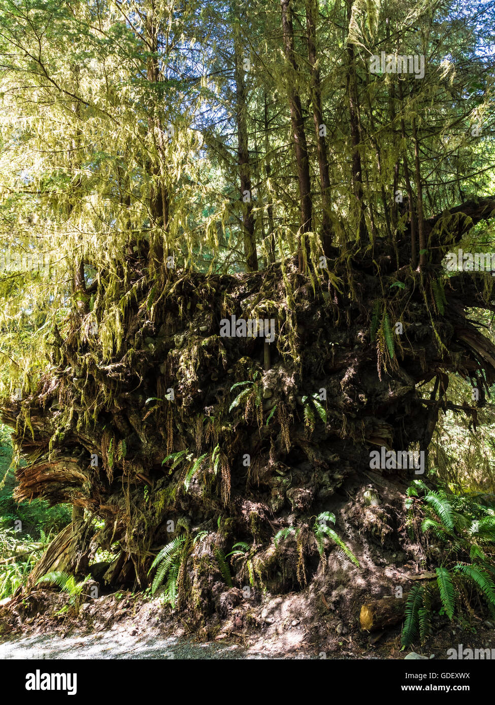 blown down tree roots olympic national park Stock Photo - Alamy