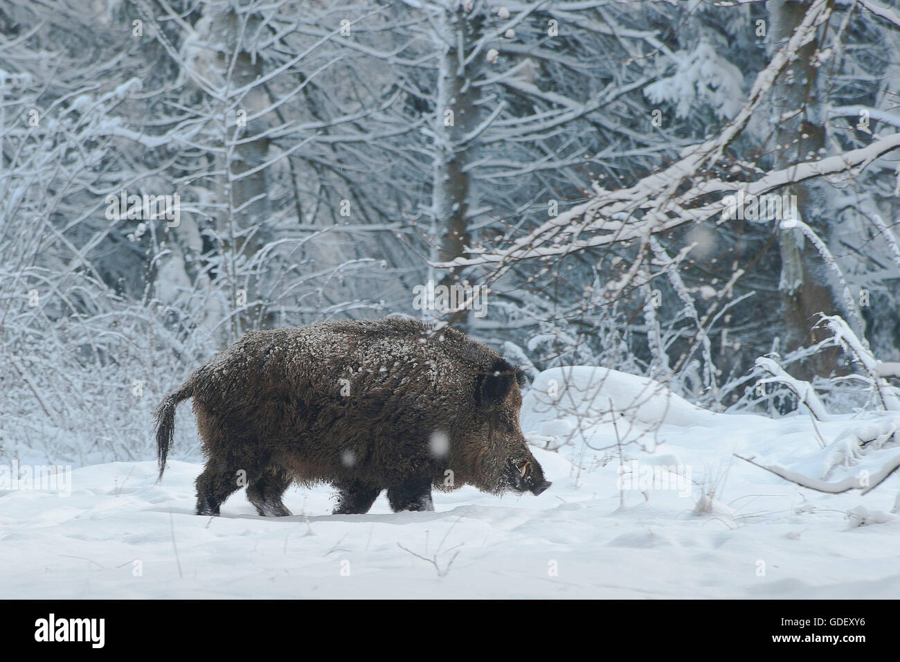 Wildschwein keiler im winter hi-res stock photography and images - Alamy