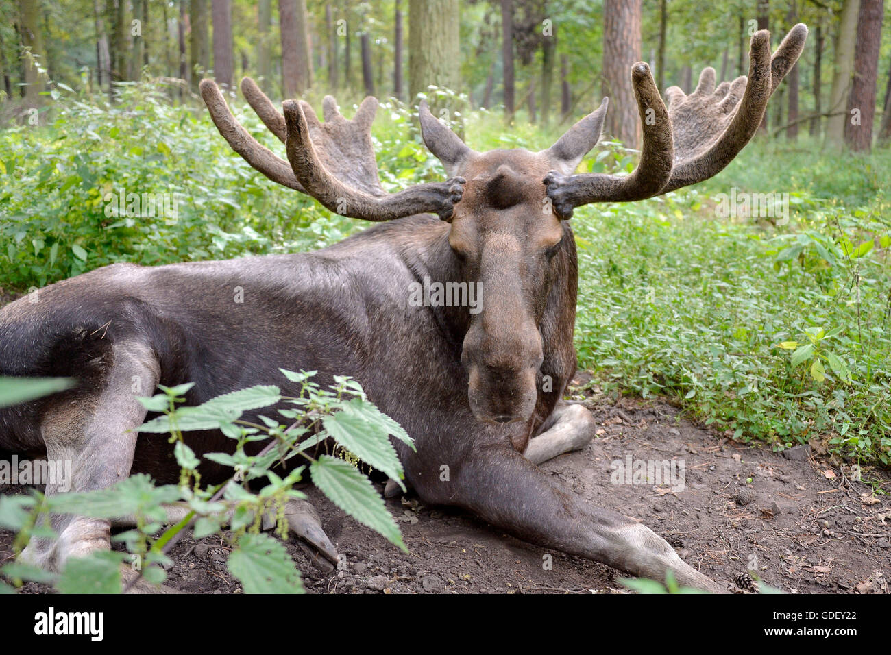 Moose (Alces alces), captive Stock Photo - Alamy