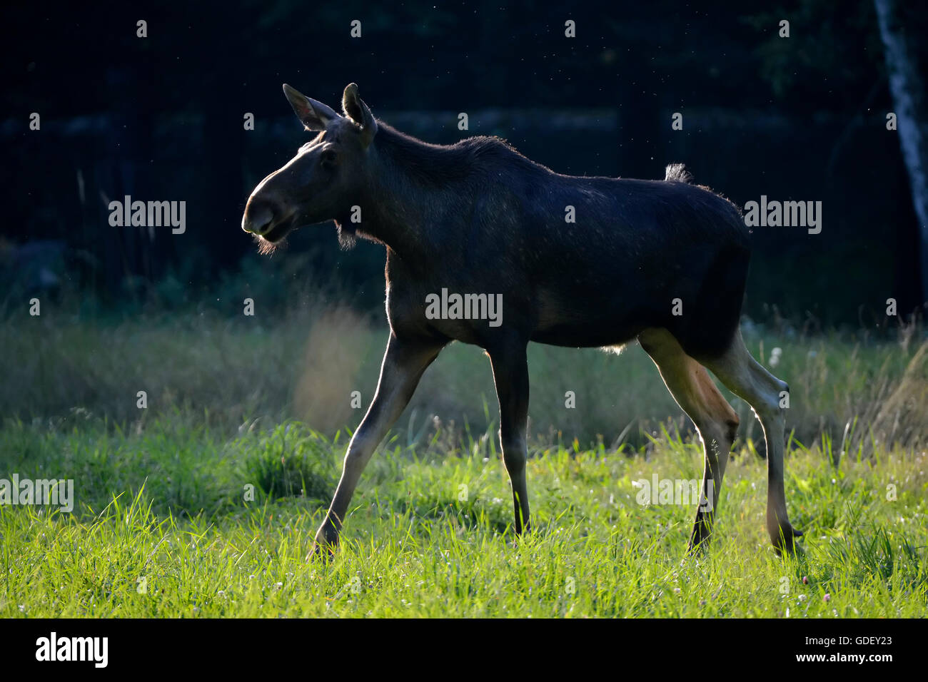 Moose side view hi-res stock photography and images - Alamy