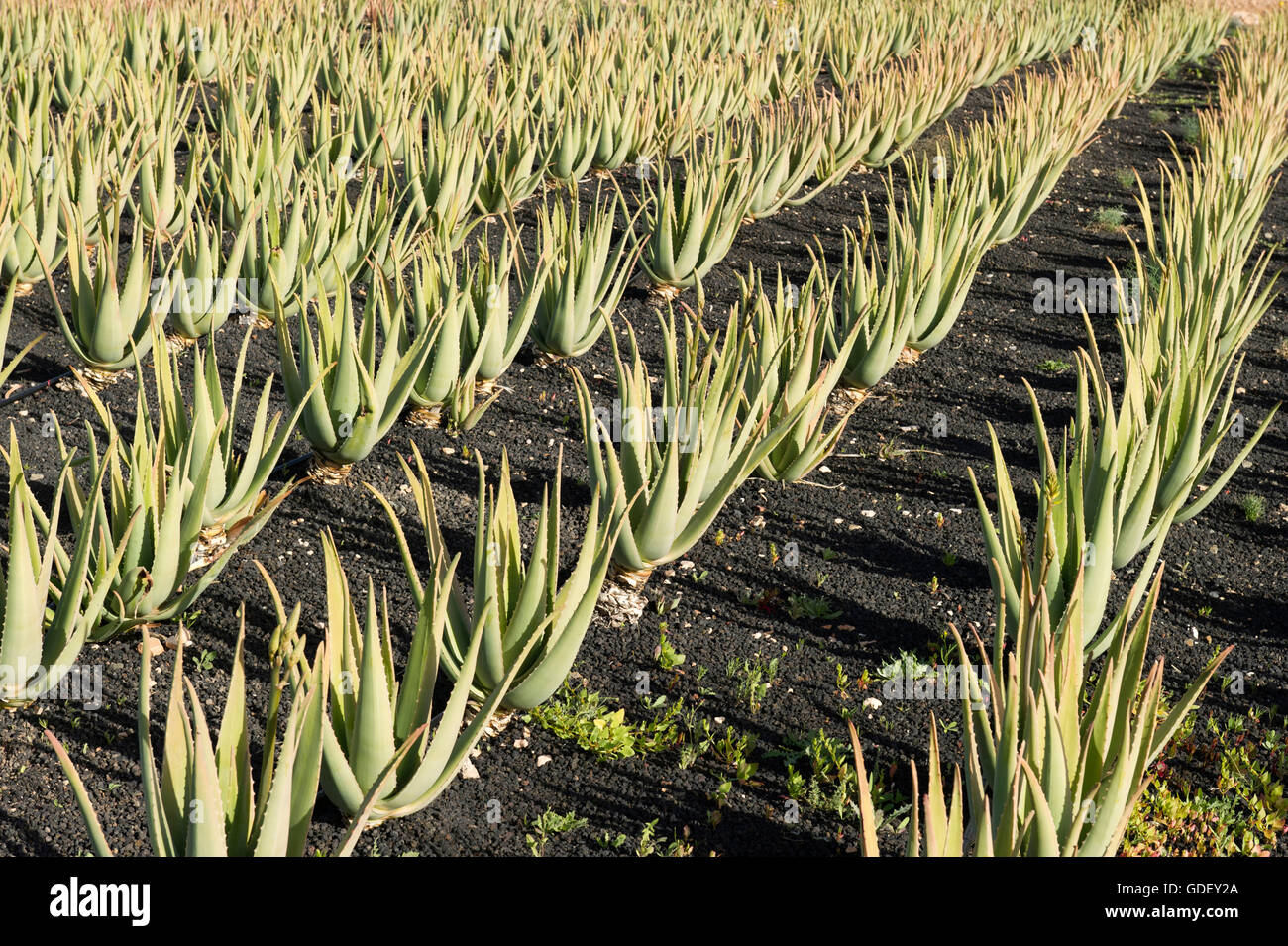 Aloe vera plantation plantations hi-res stock photography and images ...