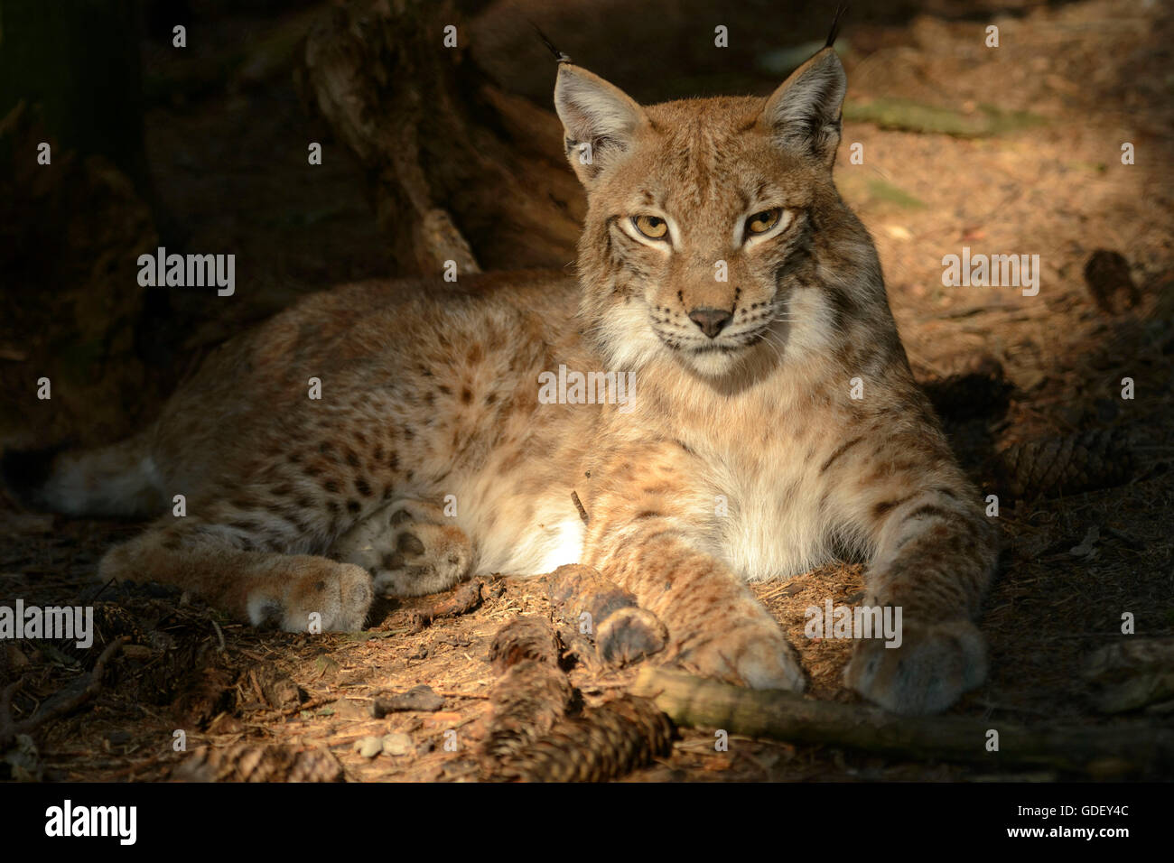 European Lynx, (Lynx lynx Stock Photo - Alamy