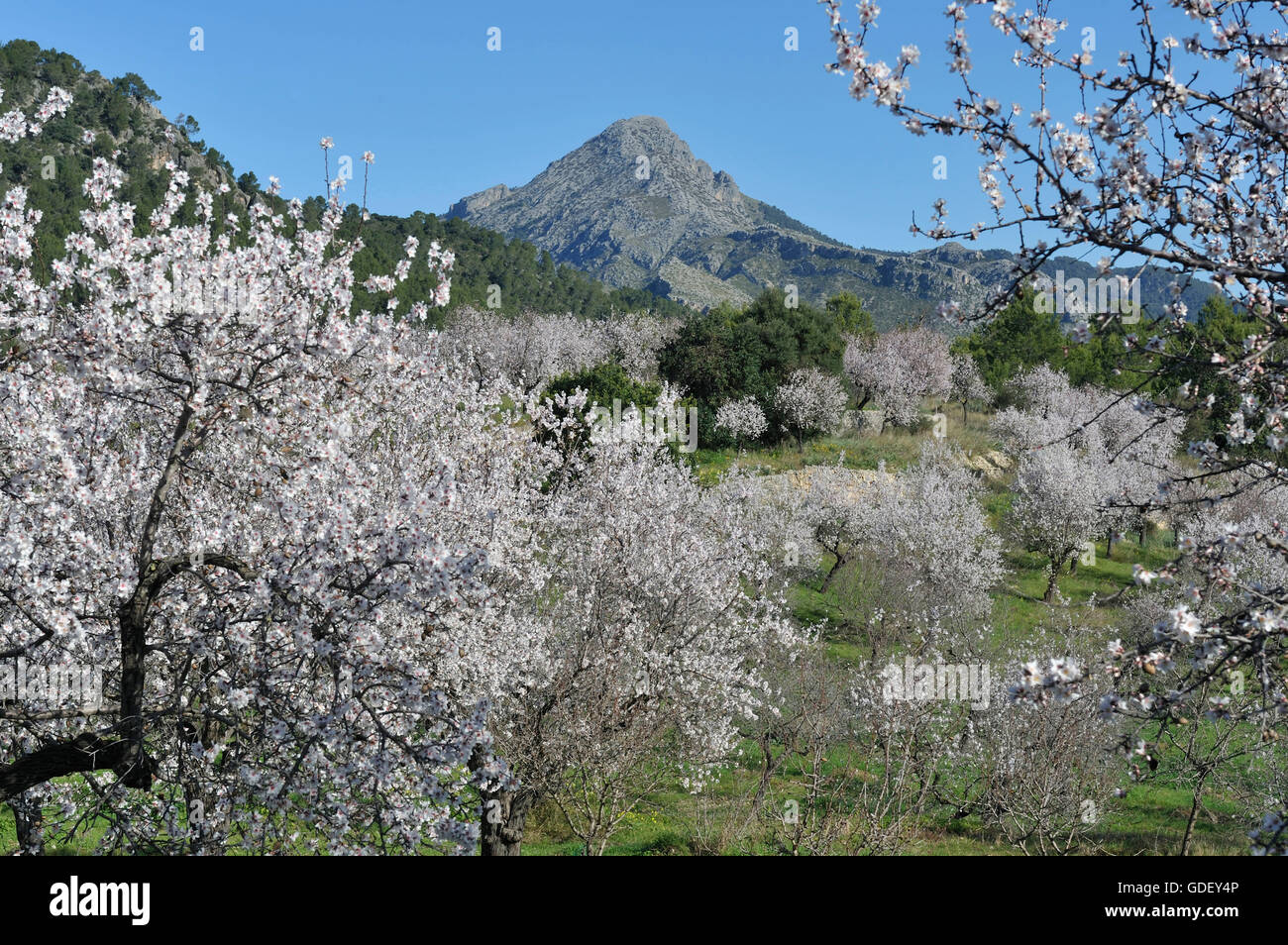 Almond tree, Prunus dulcis, Tramuntana mountains, Spain, Mallorca Stock ...