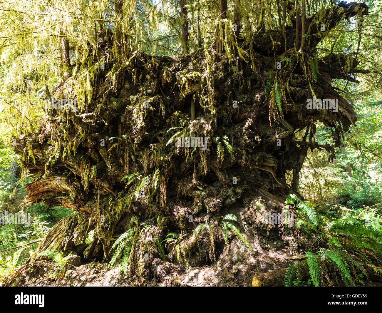 blown down tree roots olympic national park Stock Photo - Alamy