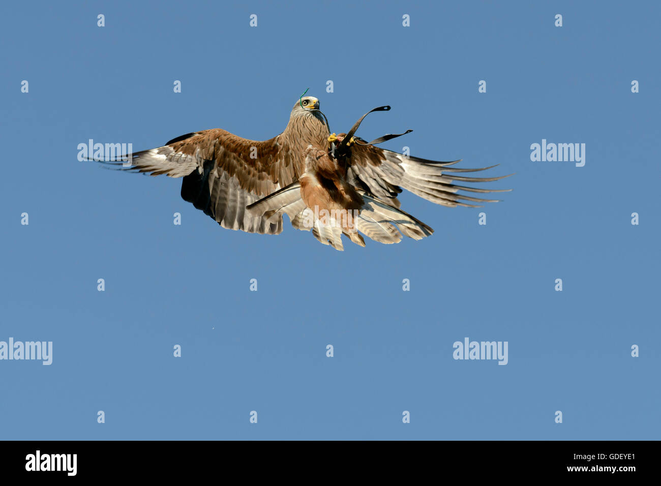 black kite, (Milvus migrans), captive Stock Photo - Alamy