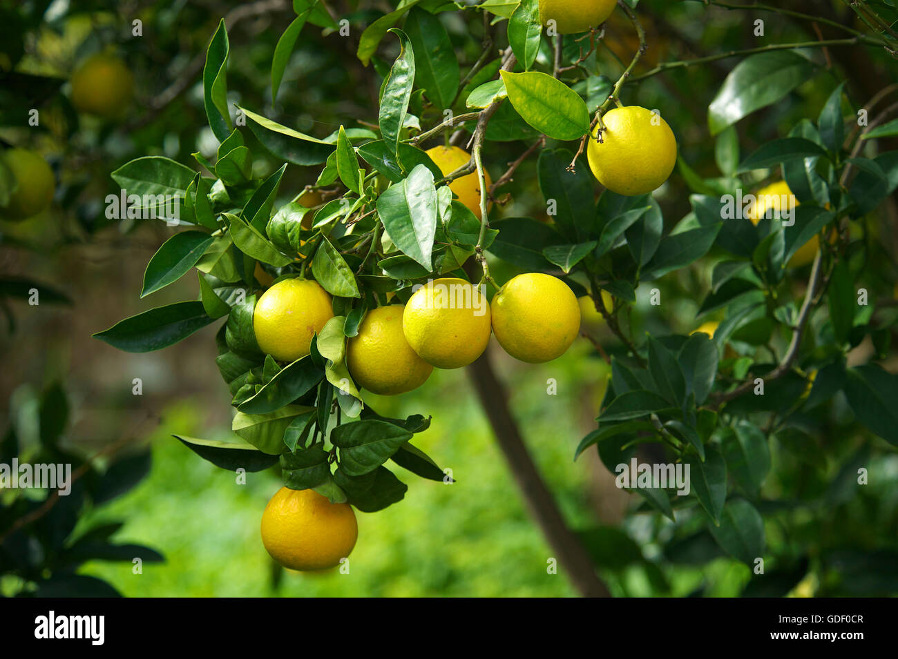 Orange tree, Majorca, Balearics, Spain Stock Photo - Alamy