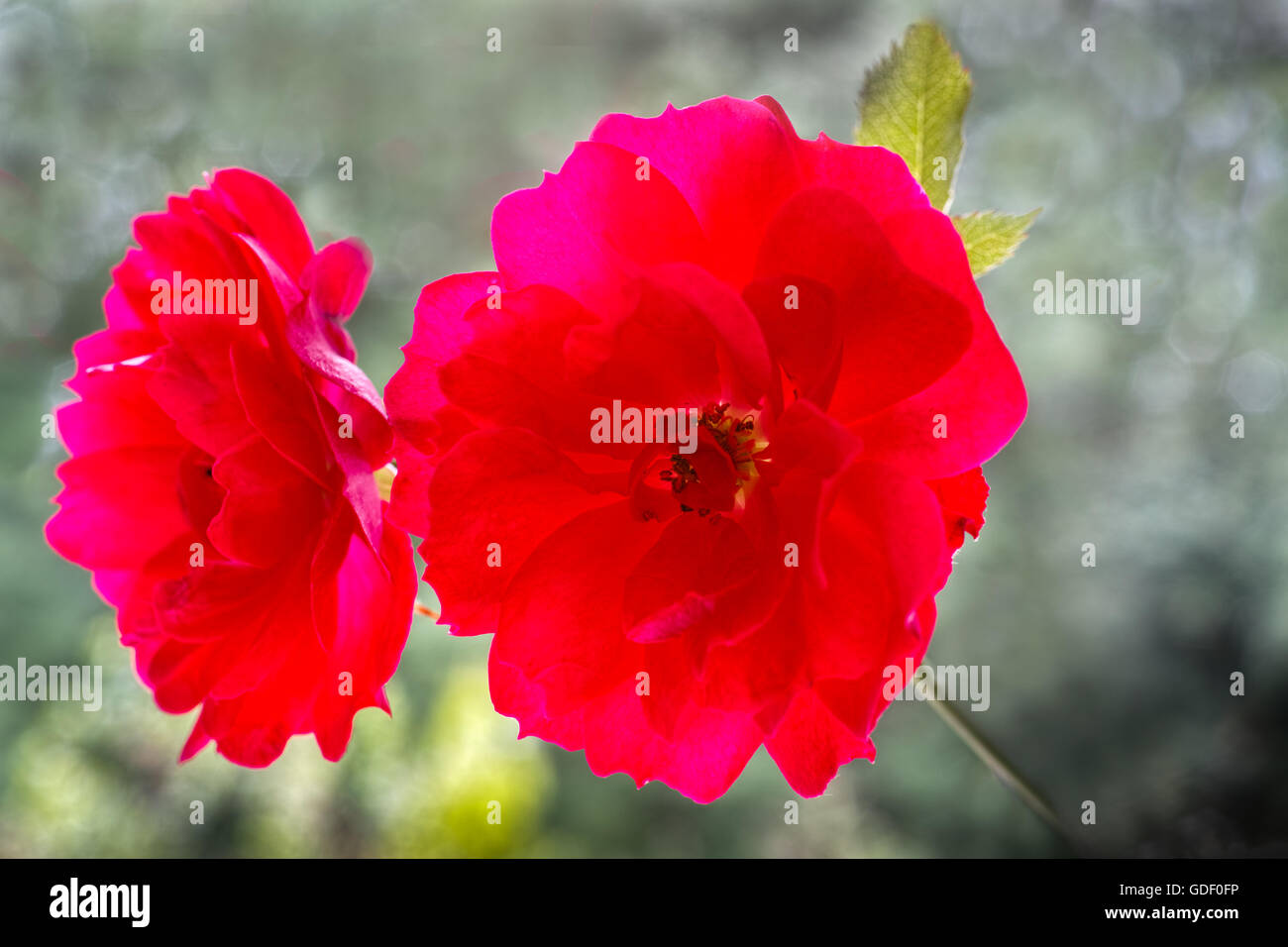 pair of roses Stock Photo - Alamy