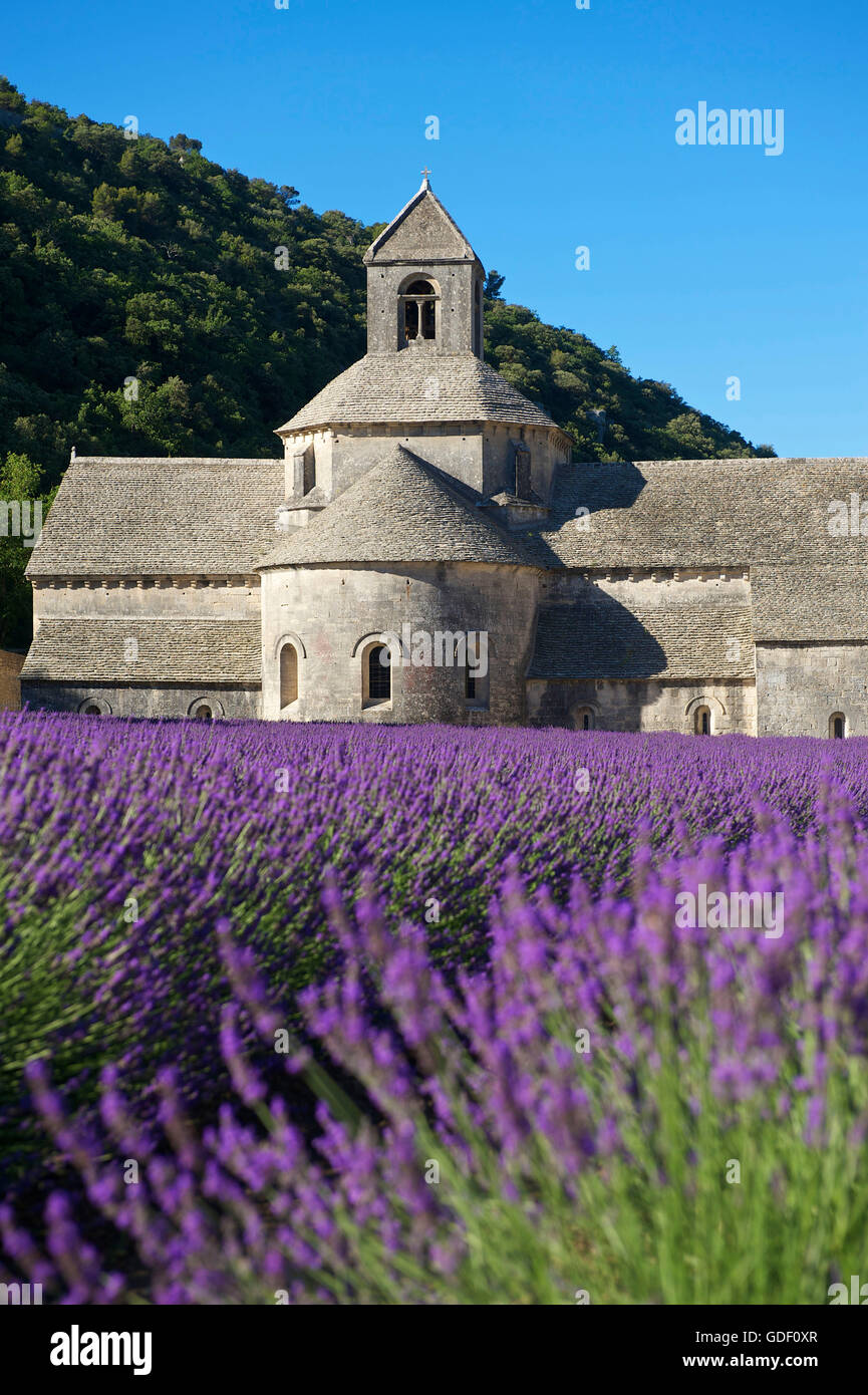 Abbaye de senanque hi-res stock photography and images - Alamy
