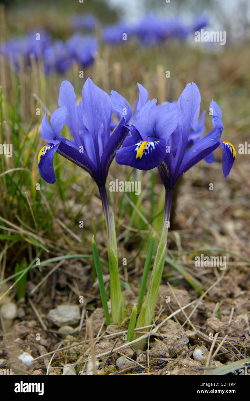 Iris, (Iris reticulata), Germany Baden-Wuerttemberg, Weinheim, Botanic ...