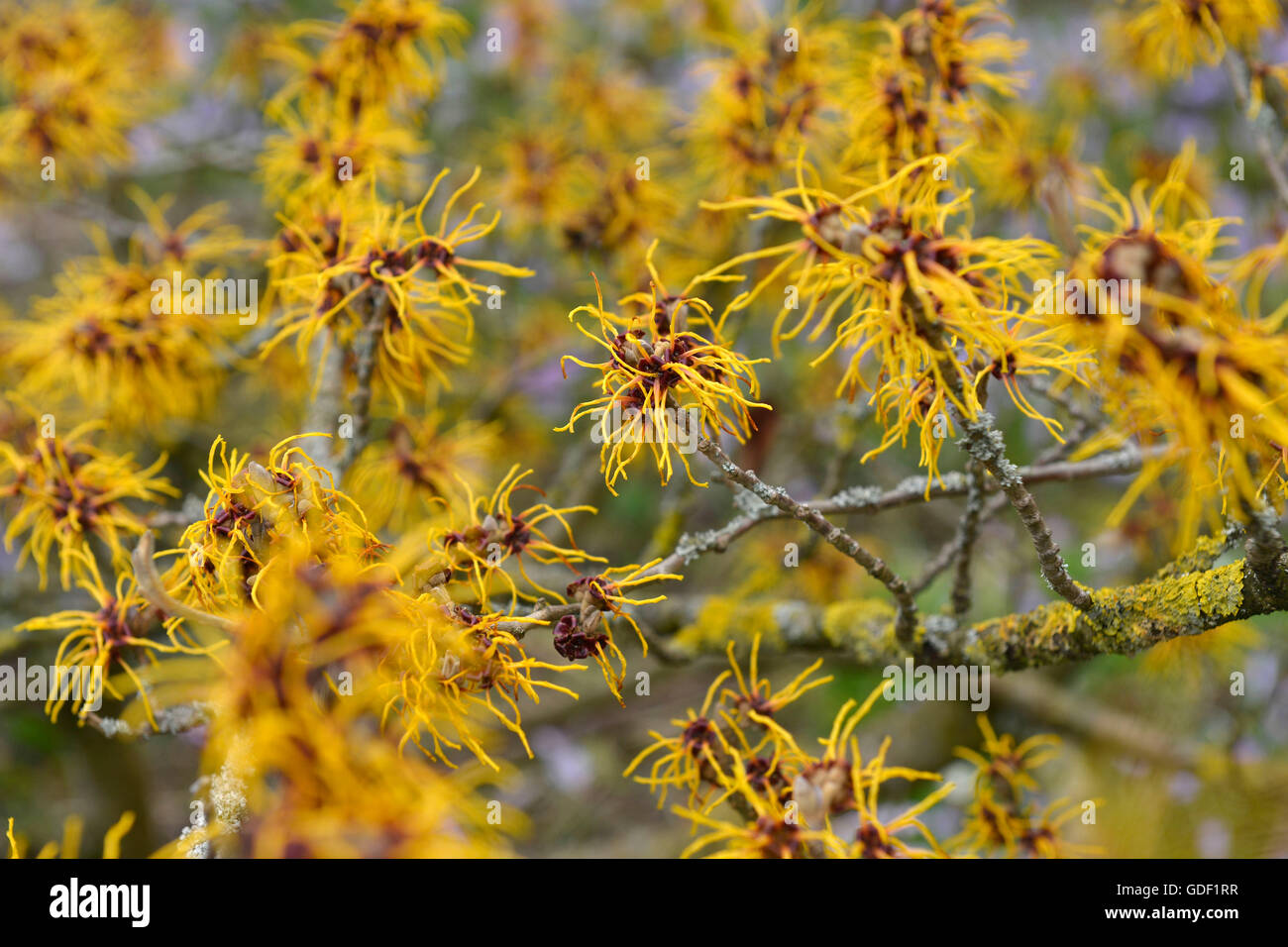 witch hazel (Hamamelis, Hamamelidaceae), Germany Baden-Wuerttemberg ...