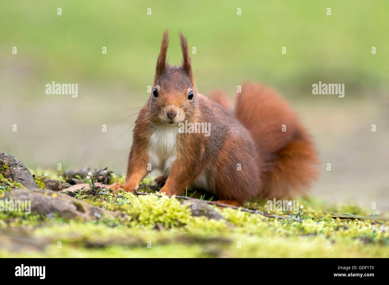 Red squirrel images hi-res stock photography and images - Alamy