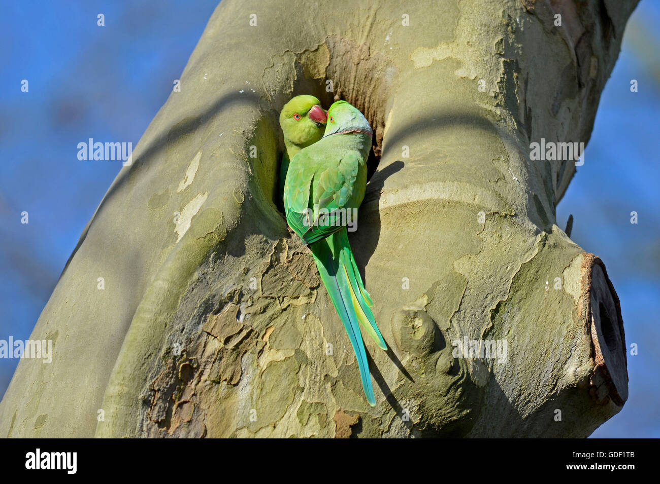 Adult Rose Ringed Parakeets High Resolution Stock Photography and ...