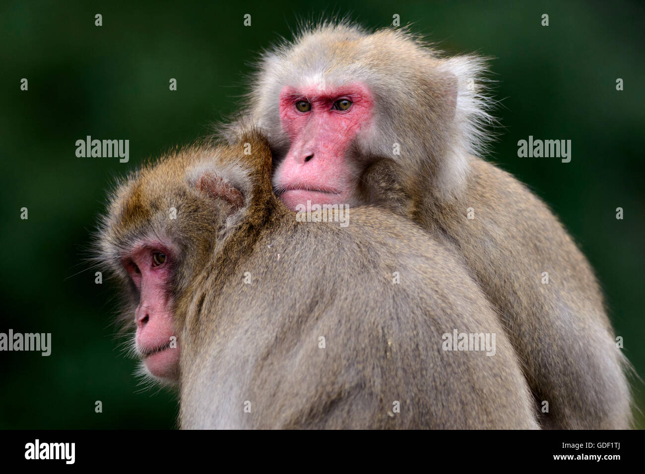 Japanese mature couple outdoor hi-res stock photography and images - Alamy