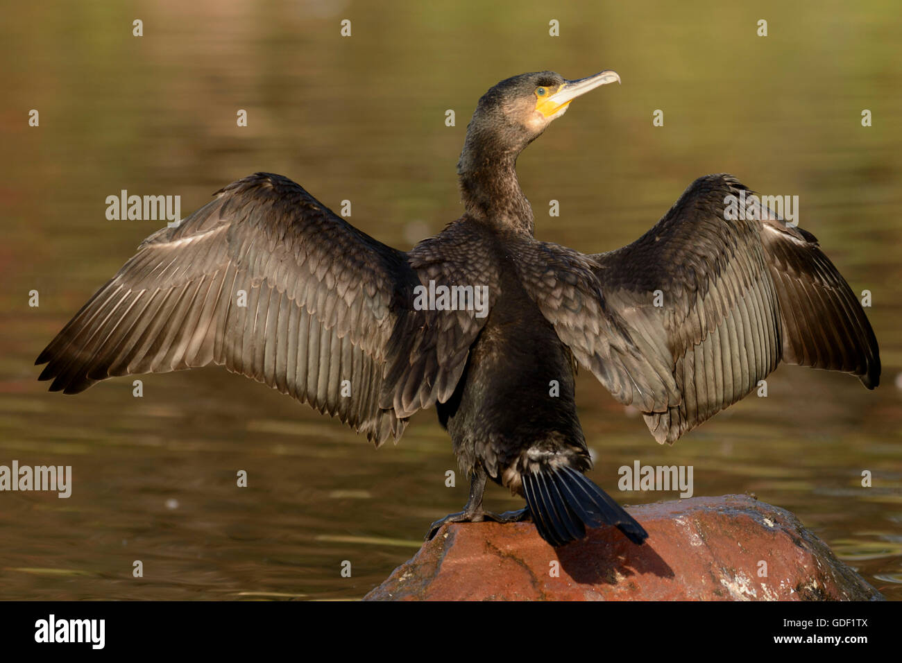 Black cormorant hi-res stock photography and images - Alamy