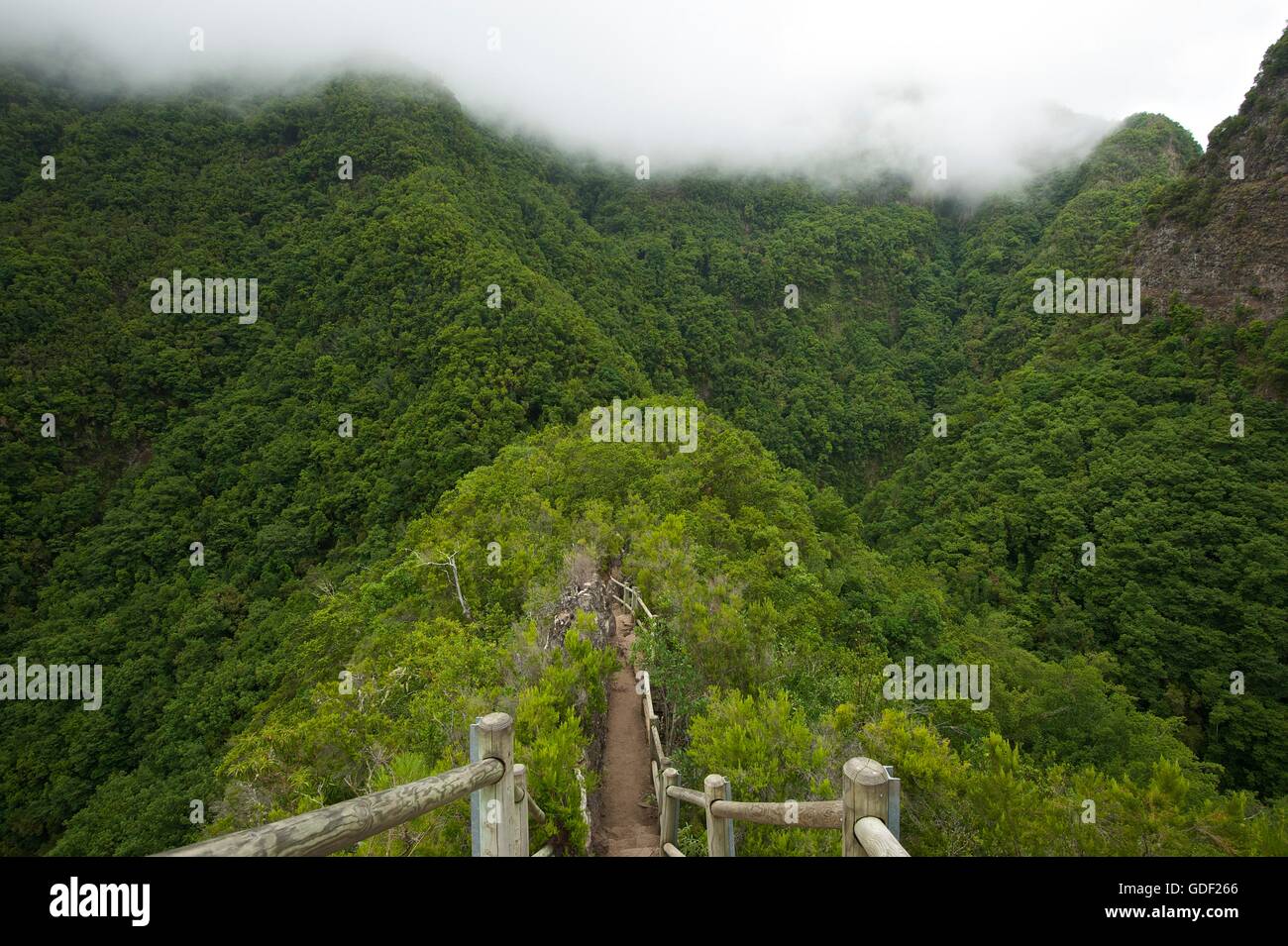 Los tilos forest hi-res stock photography and images - Alamy