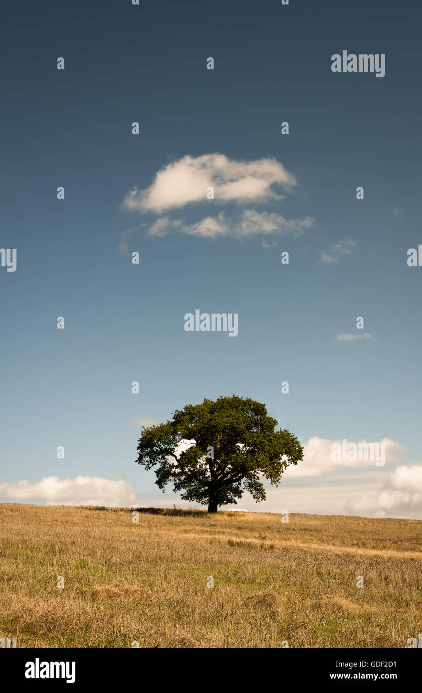 Lone single pasture hi-res stock photography and images - Alamy