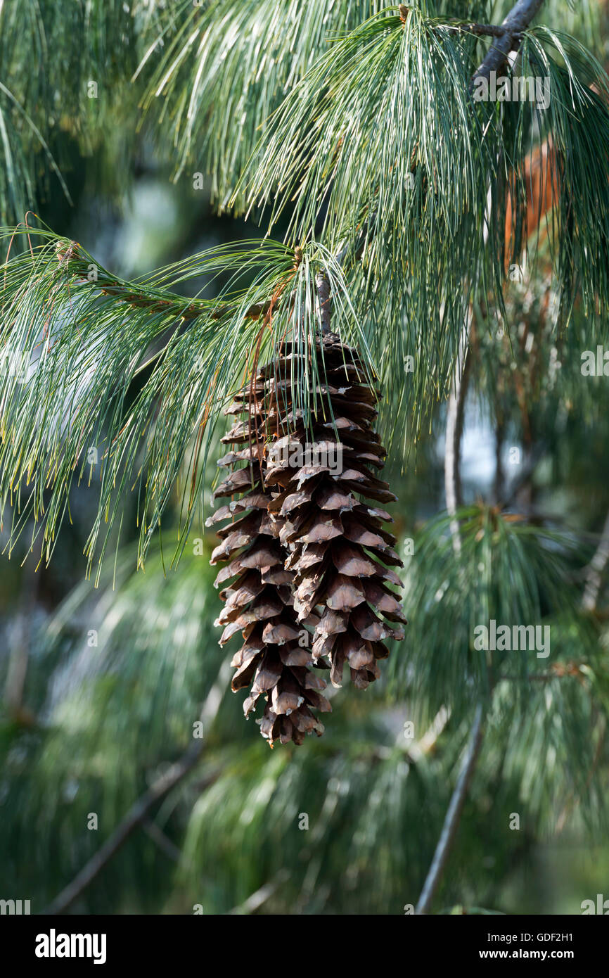 Coulter pine, cones (Pinus coulteri), Germany Stock Photo - Alamy