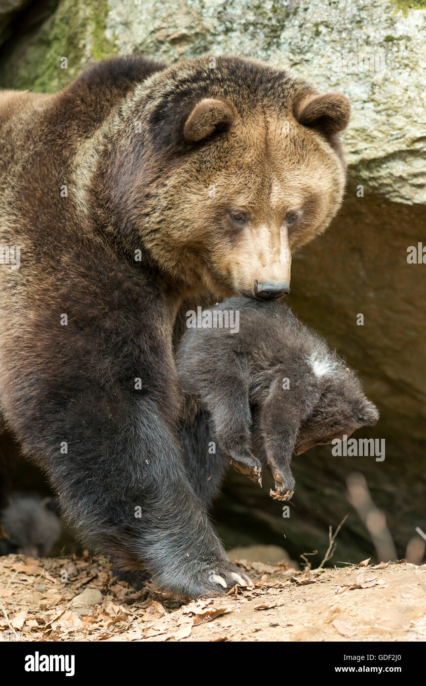 Bear carries cub hi-res stock photography and images - Alamy