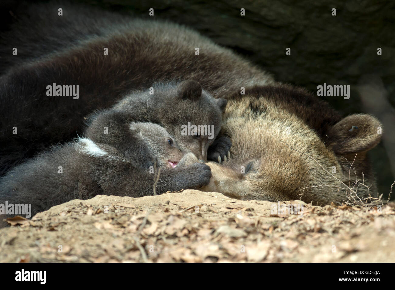 Brown bear cubs resting hi-res stock photography and images - Alamy
