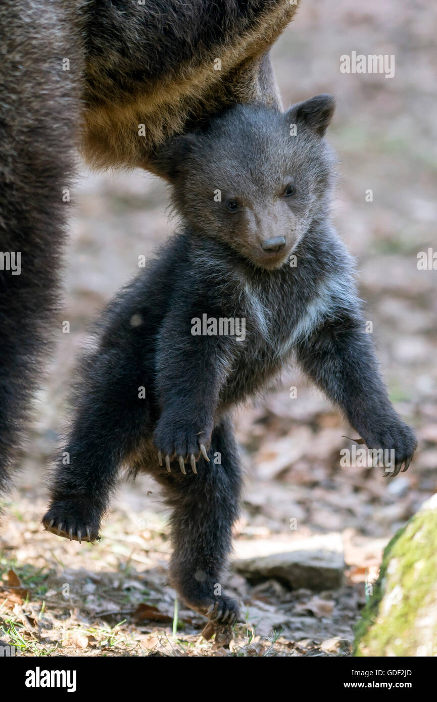 Brown Bears, female with cub (Ursus arctos Stock Photo - Alamy
