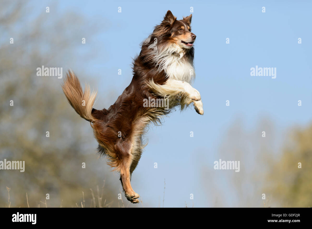 Jumping purebred australian shepherd hi-res stock photography and ...