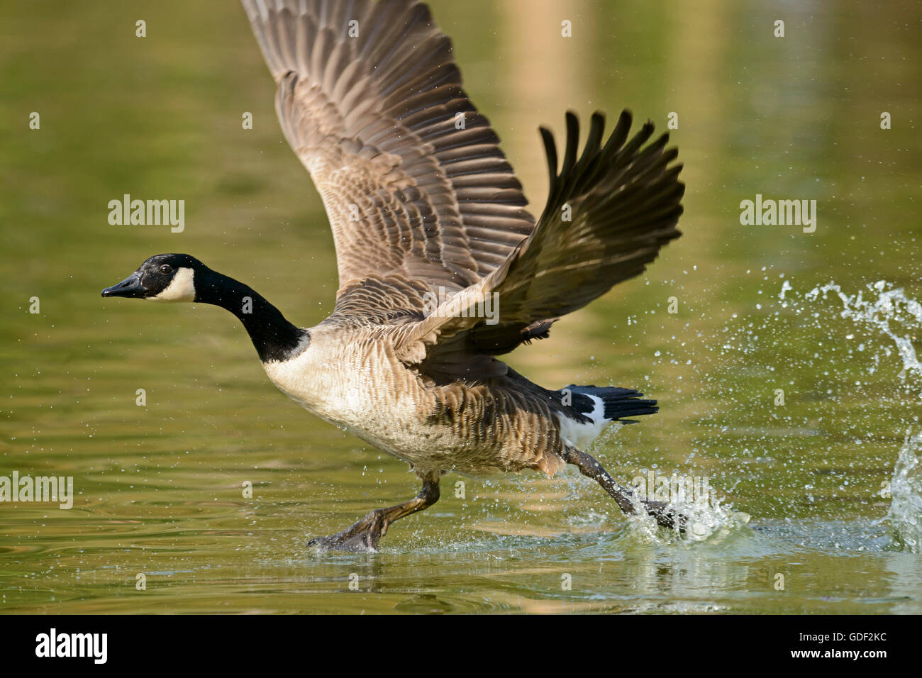 Canada goose aggression hi-res stock photography and images - Alamy