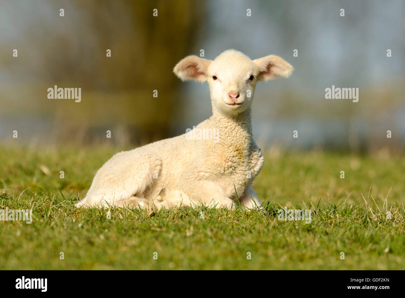 Merino Sheep, lamb Stock Photo - Alamy