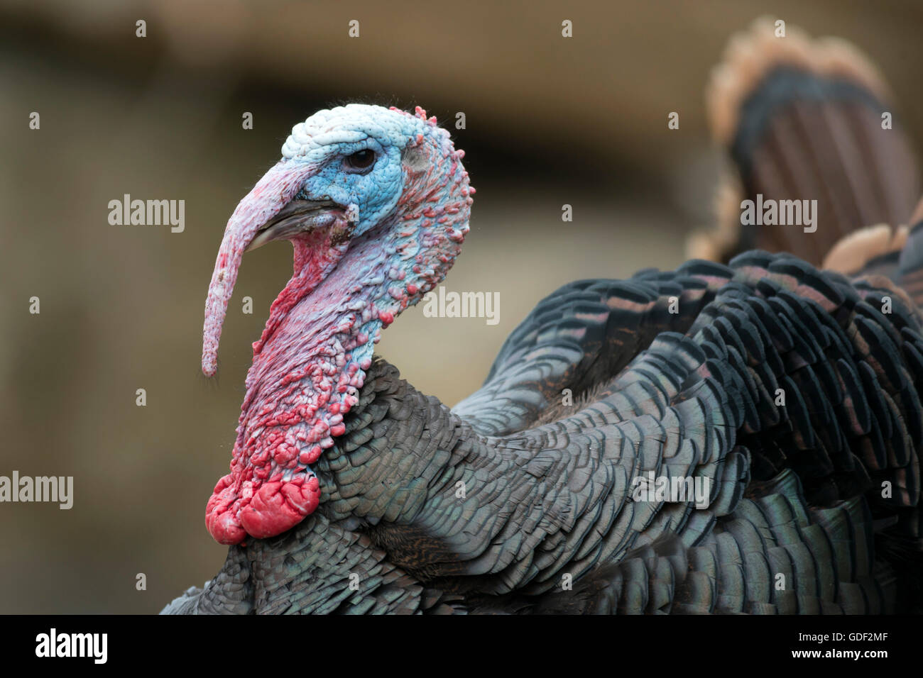 Full grown turkey hi-res stock photography and images - Alamy