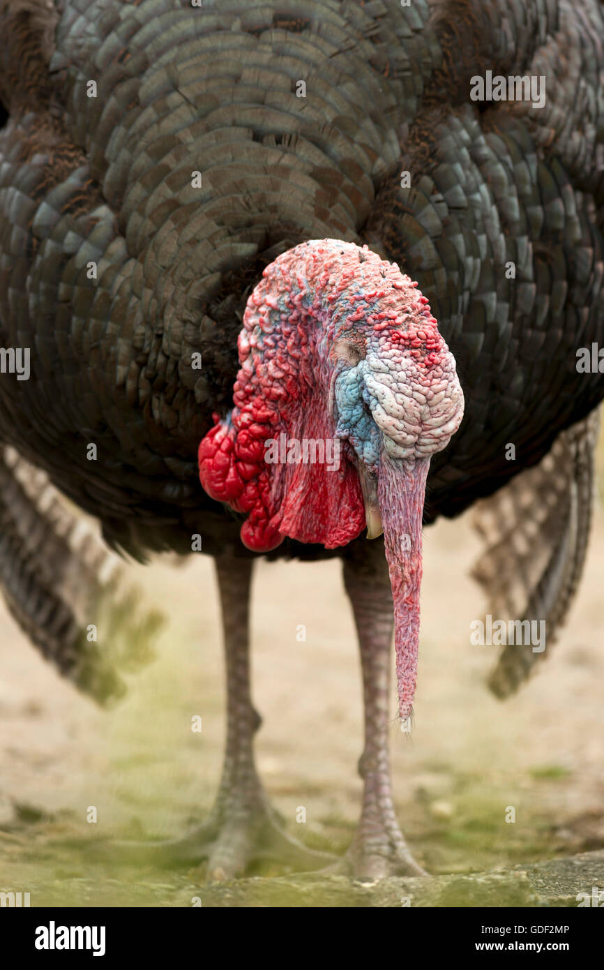 Full grown turkey hi-res stock photography and images - Alamy