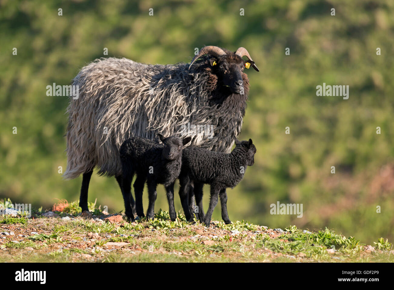 German heath, ewe with lambs, Schleswig-Holstein, Heligoland, Germany ...