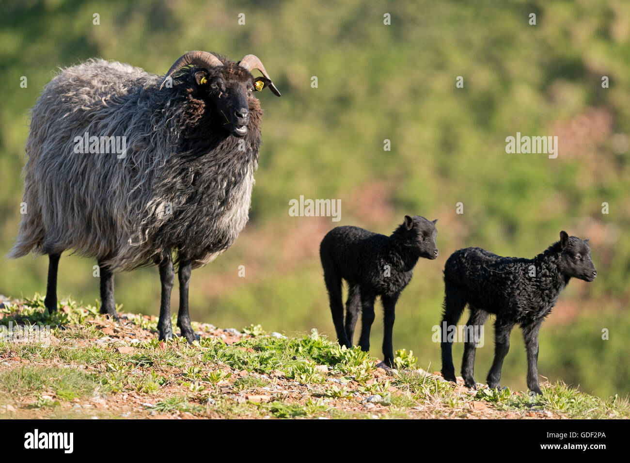 German heath, ewe with lambs, Schleswig-Holstein, Heligoland, Germany ...