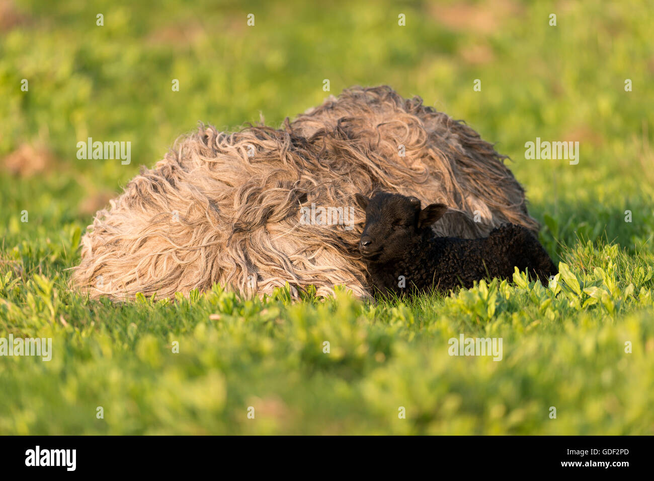 German heath, ewe with lamb, Schleswig-Holstein, Heligoland, Germany ...
