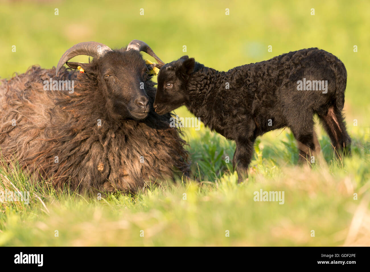 German grey heath sheep hi-res stock photography and images - Alamy