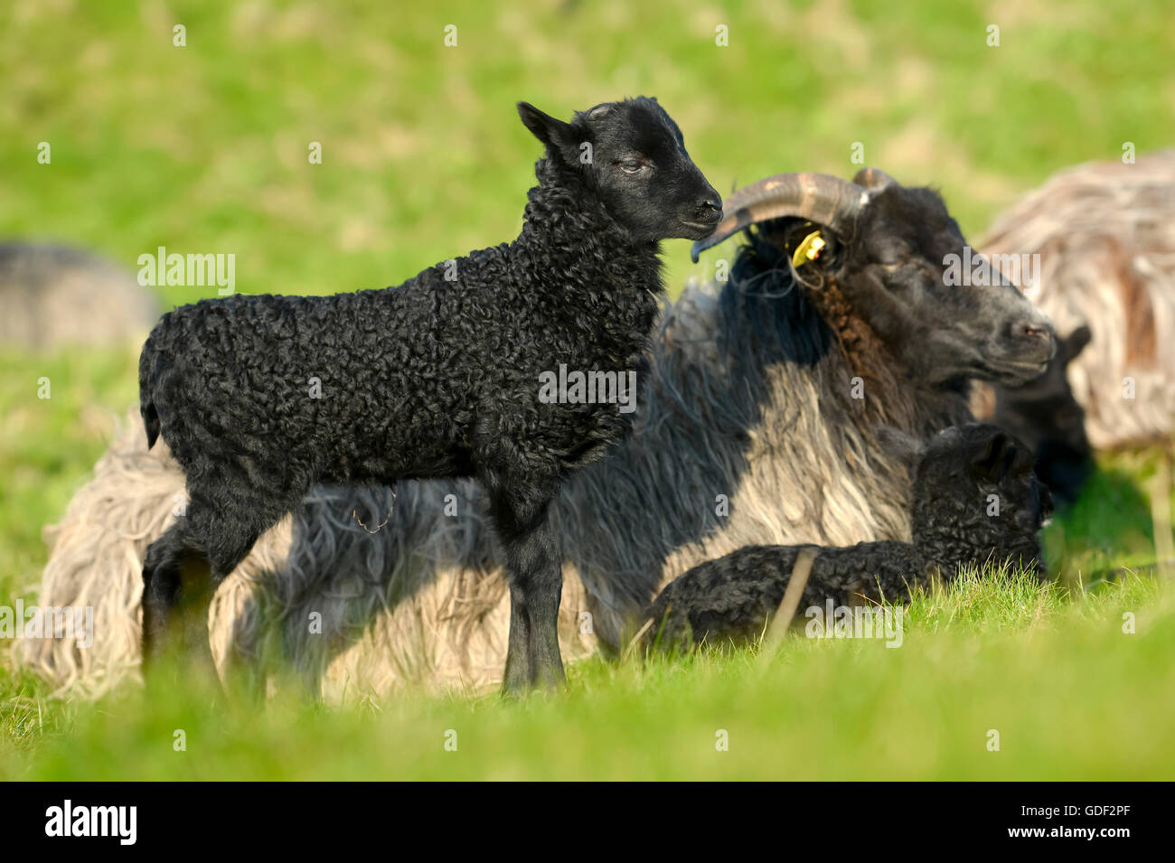 German heath, ewe with lambs, Schleswig-Holstein, Heligoland, Germany ...