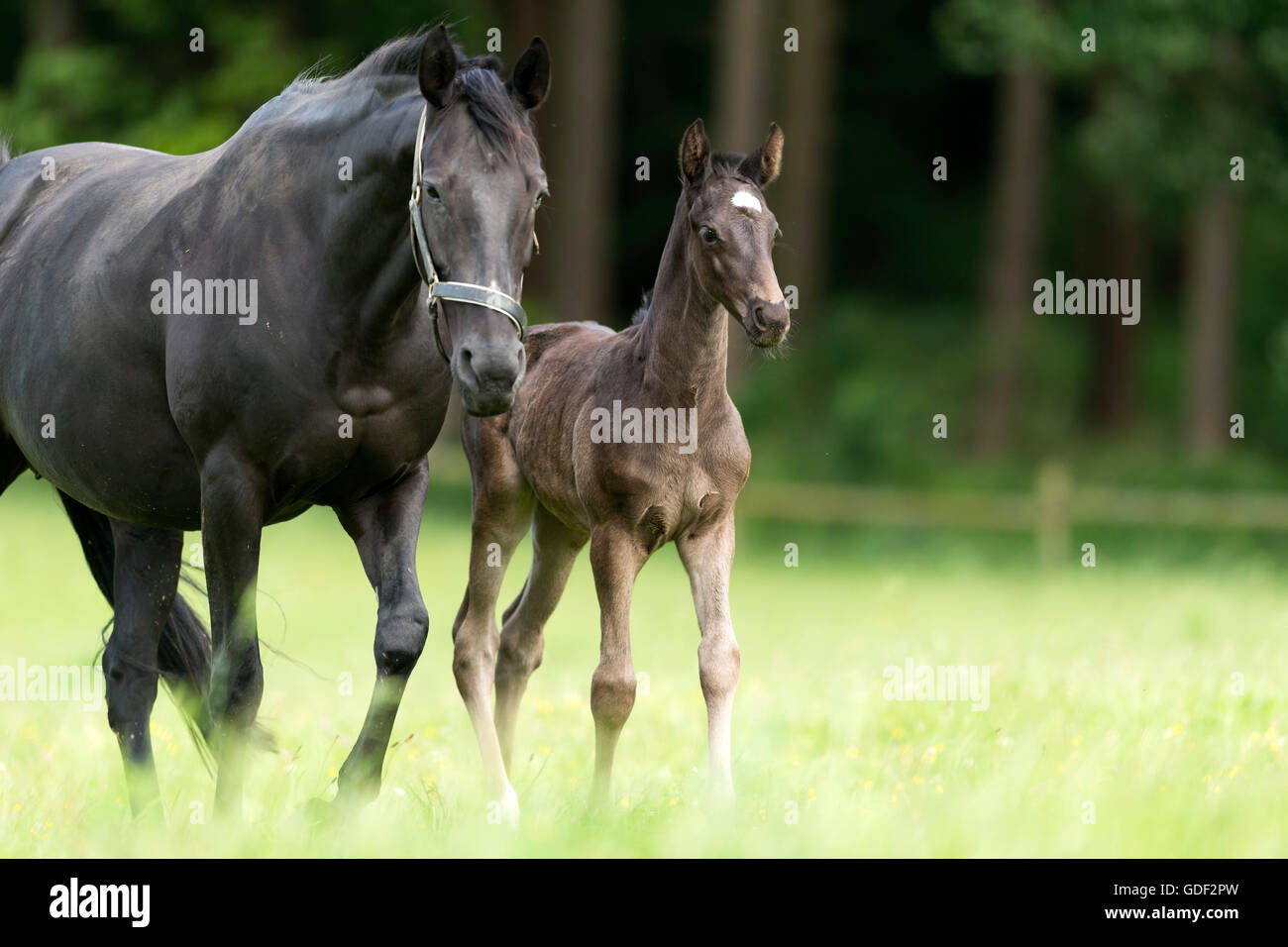 Thoroughbred horse walking hi-res stock photography and images - Alamy