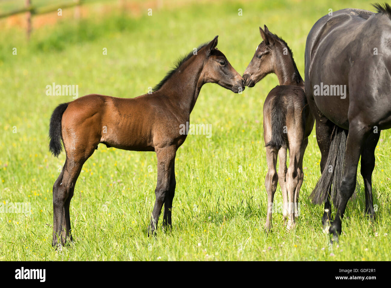 English foals hi-res stock photography and images - Alamy
