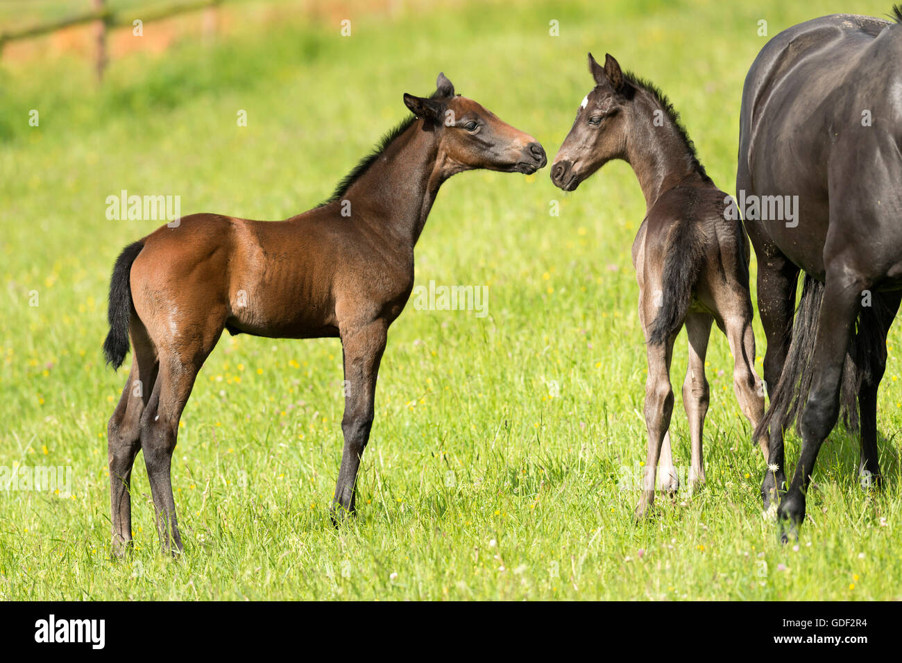 English Thoroughbred, foals, Germany Stock Photo - Alamy