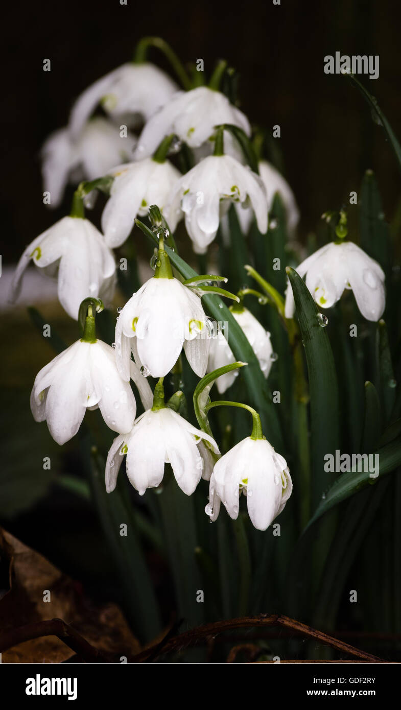 Galanthus is a small genus of about 20 species of bulbous perennial ...