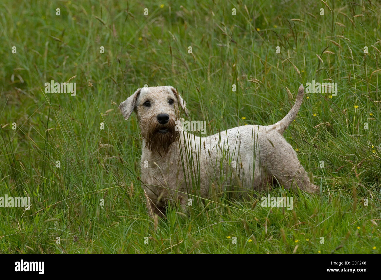 Working terriers hi-res stock photography and images - Alamy