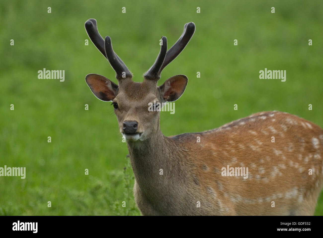 sika deer stag Stock Photo - Alamy