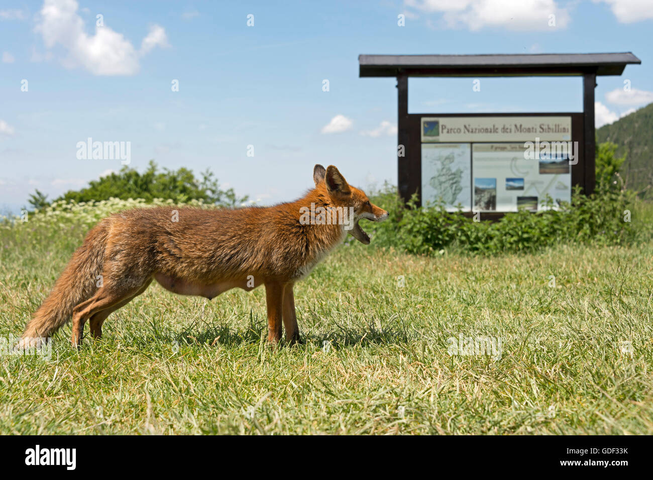 red fox, (Vulpes vulpes) Italy, Parco Nazionale dei Monti Sibillini ...