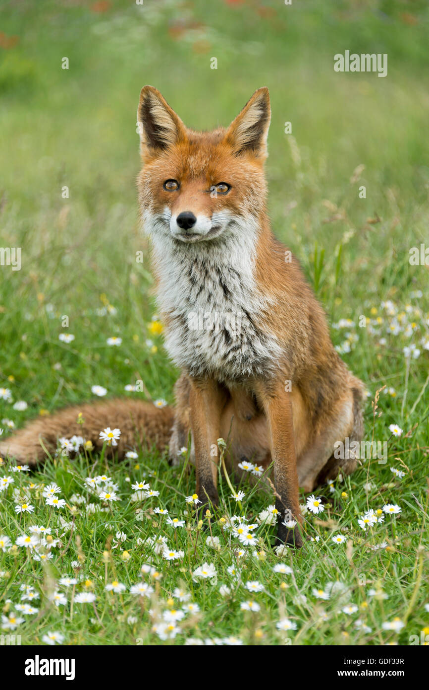 red fox, (Vulpes vulpes) Italy, Parco Nazionale dei Monti Sibillini ...