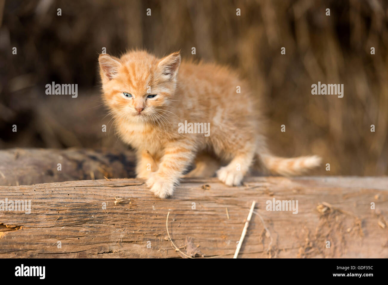 Domestic cat, kitten, Germany Stock Photo - Alamy