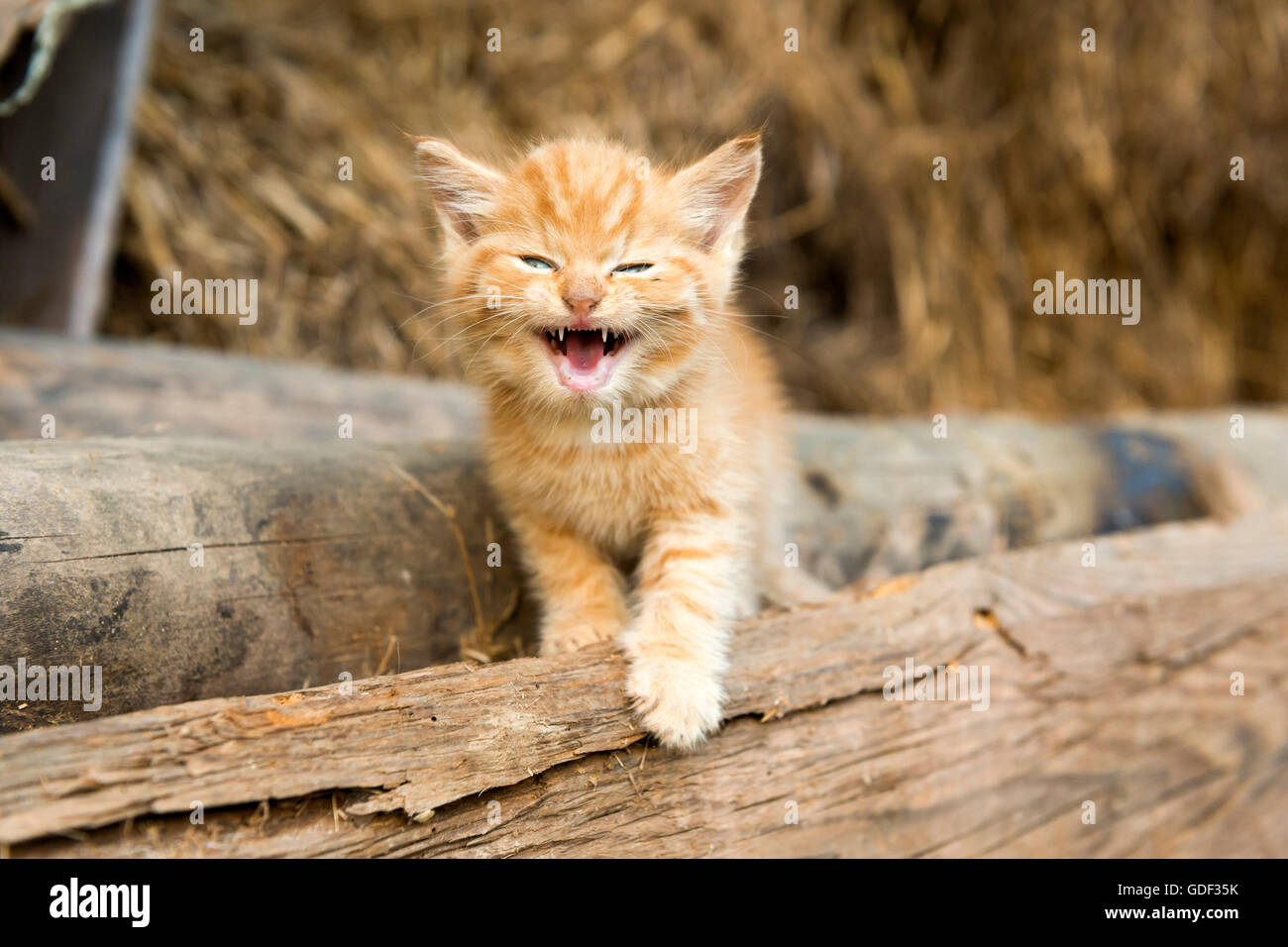 Domestic cat, kitten, Germany Stock Photo - Alamy